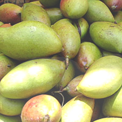 Indian Totapary Mango With Oblong Shaped - Indian Products
